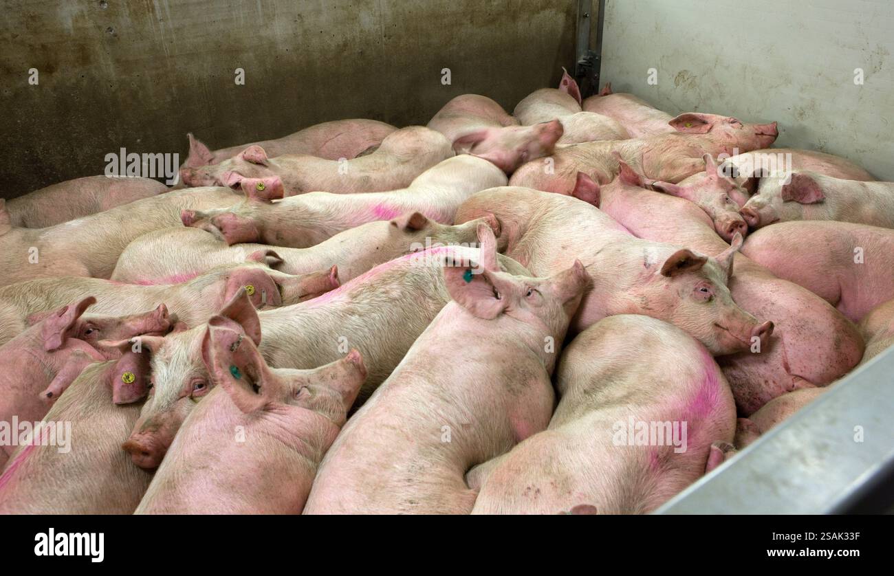 Pig breeding. Pigs and piglets in stable. intensive livestock farming ...