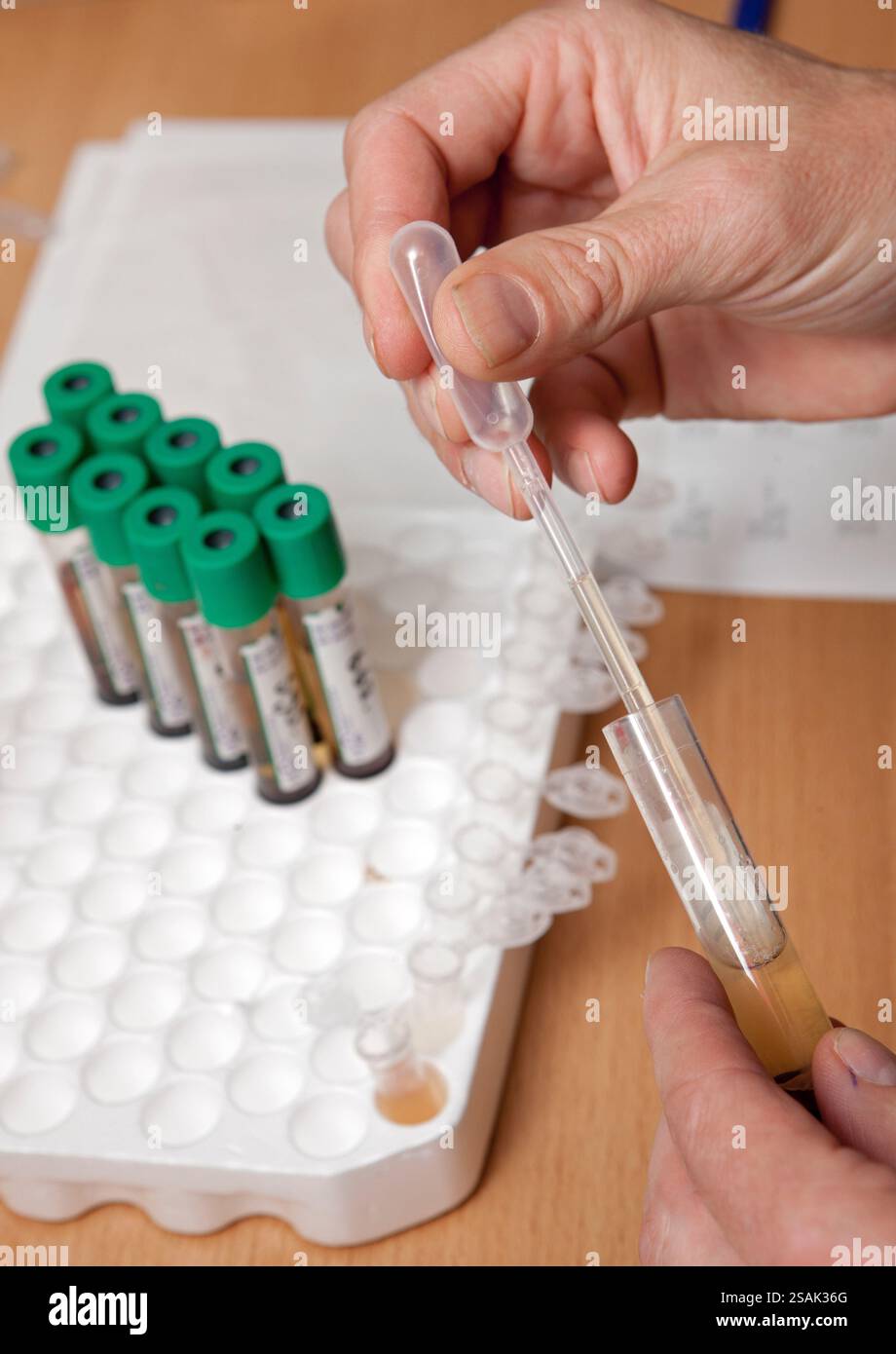 laboratory, test tubes. Pig breeding. Pigs and piglets in stable ...