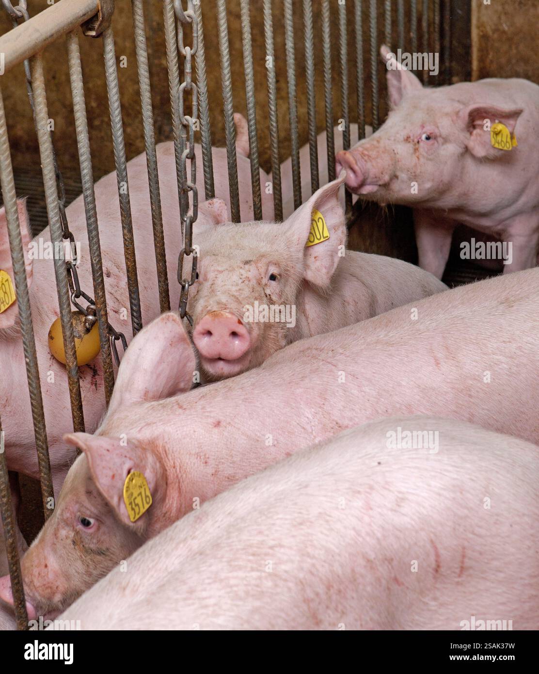 Pig breeding. Pigs and piglets in stable. intensive livestock farming ...