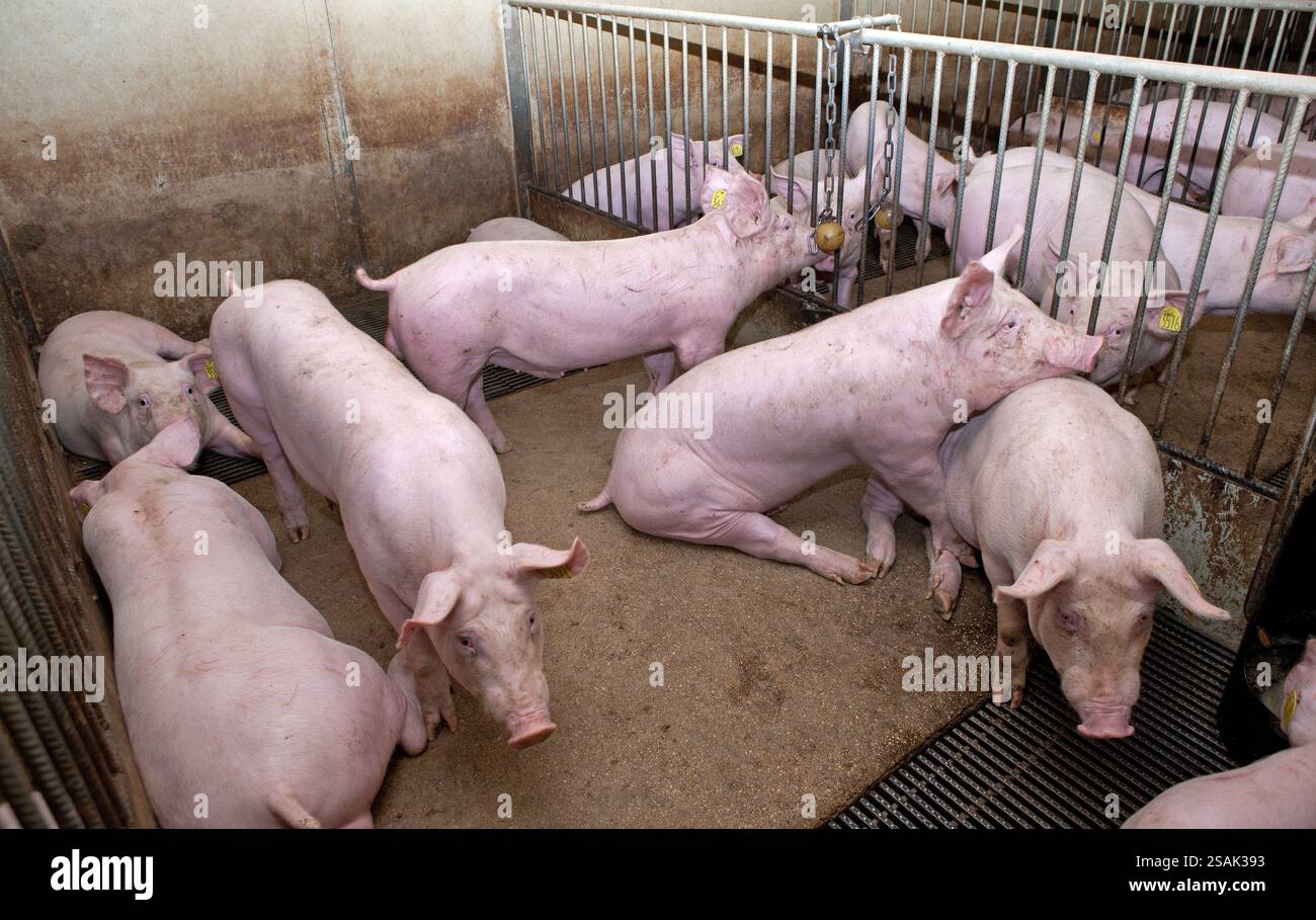Pig breeding. Pigs and piglets in stable. intensive livestock farming ...