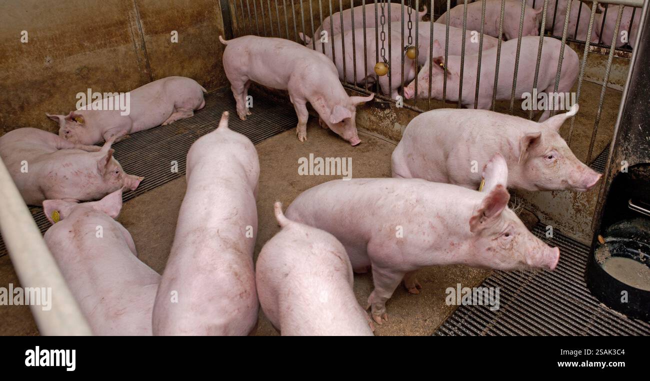 Pig breeding. Pigs and piglets in stable. intensive livestock farming ...