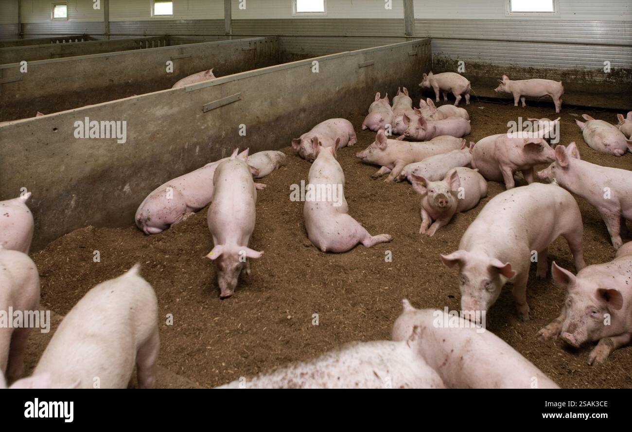 Pig breeding. Pigs and piglets in stable. intensive livestock farming ...