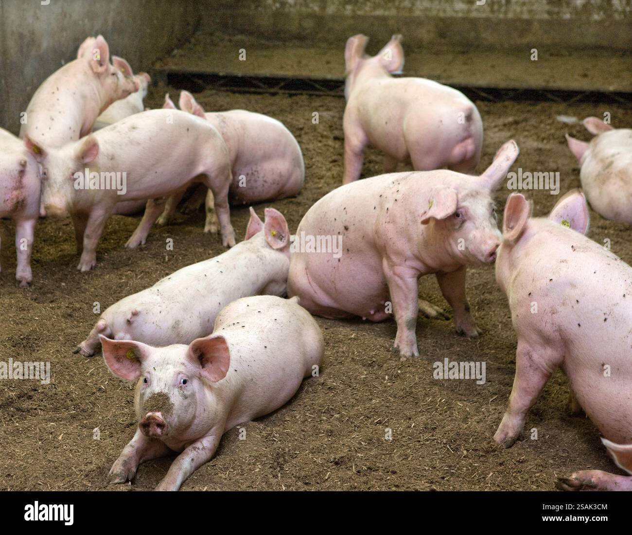 Pig breeding. Pigs and piglets in stable. intensive livestock farming ...