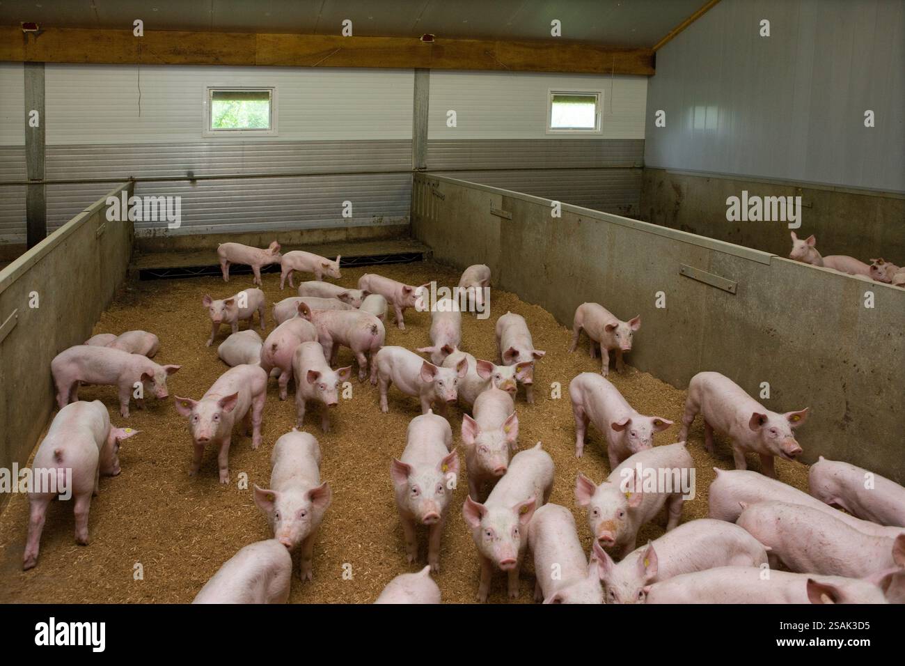 Pig breeding. Pigs and piglets in stable. intensive livestock farming ...