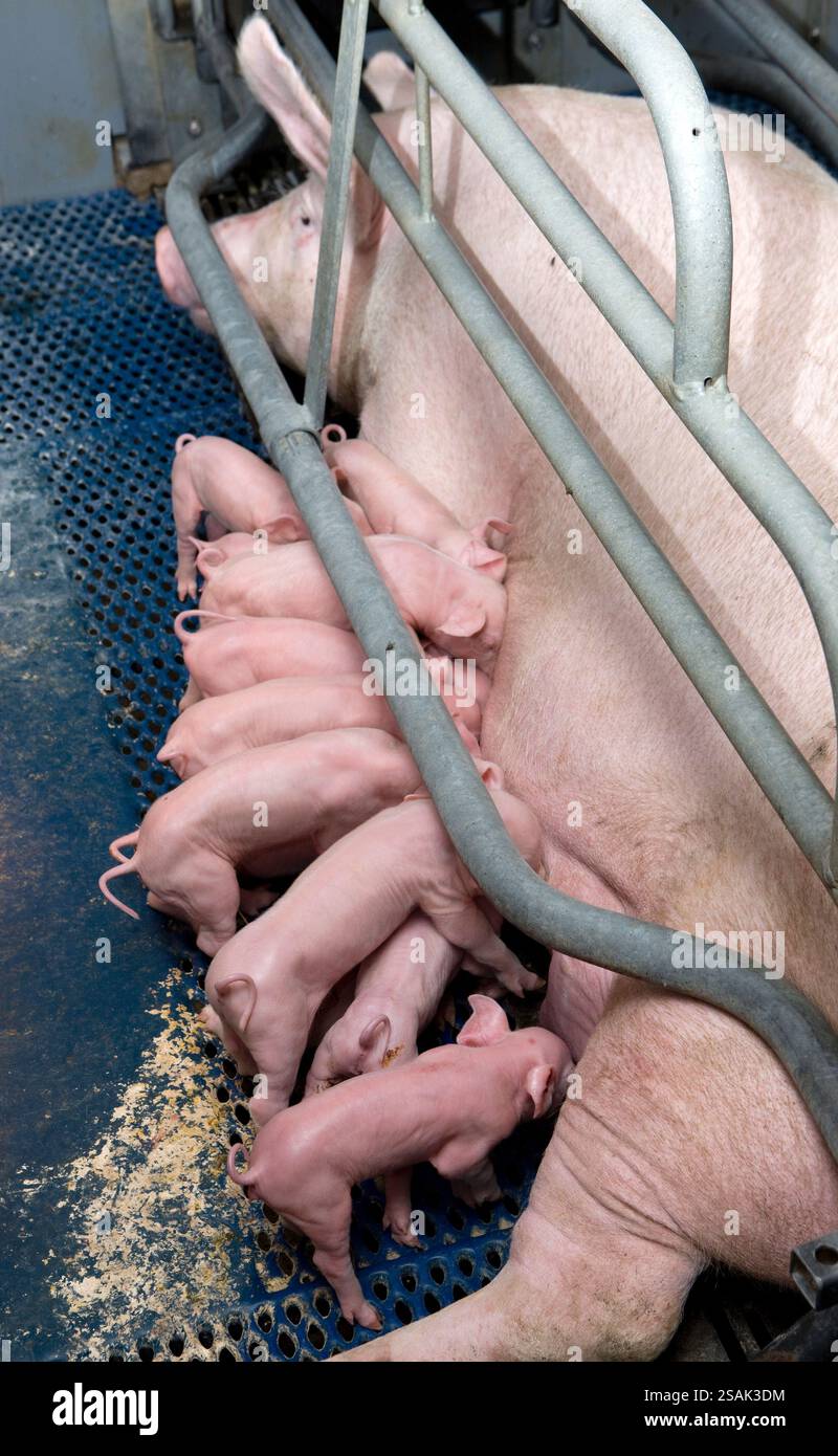 Lactating piglets, drinking milk from the utter of the sow. Pig ...