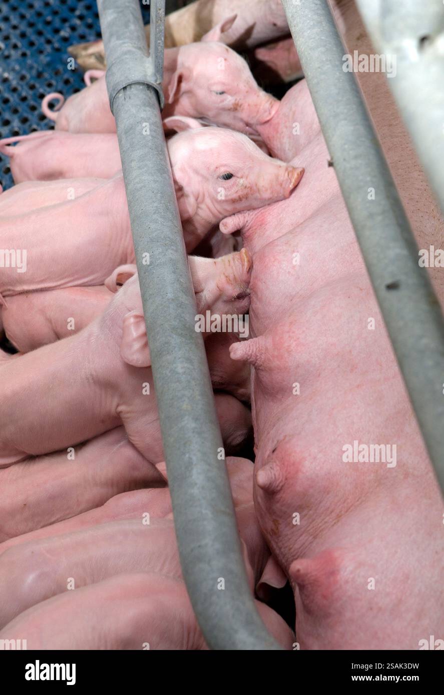 Lactating piglets, drinking milk from the utter of the sow. Pig ...