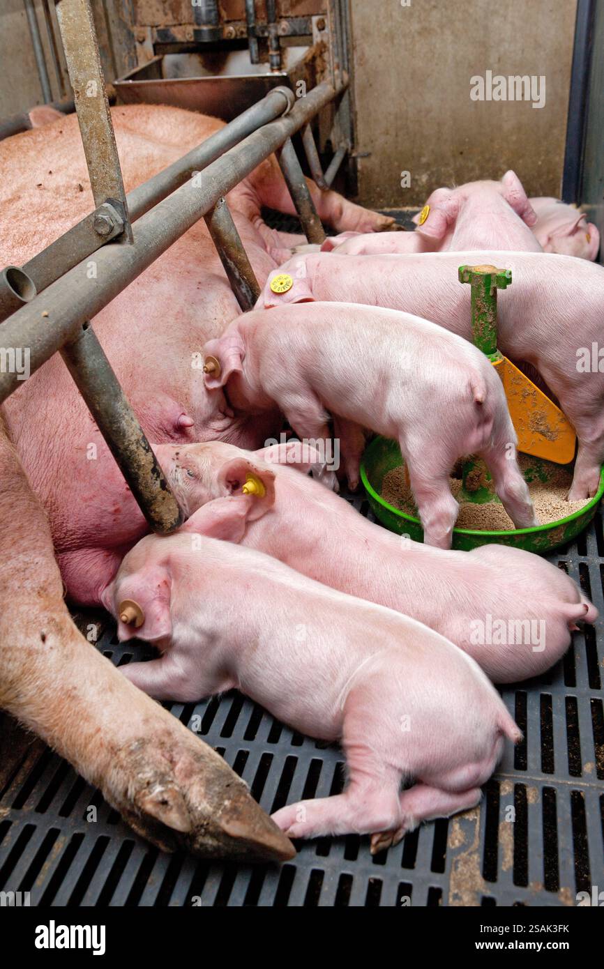 Lactating piglets, drinking milk from the utter of the sow. Pig ...