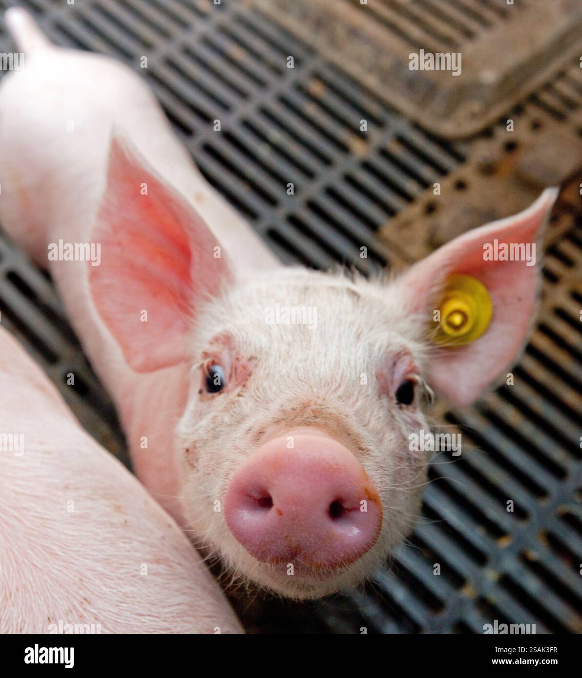 Curious pigs. Pig breeding. Pigs and piglets in stable. intensive ...