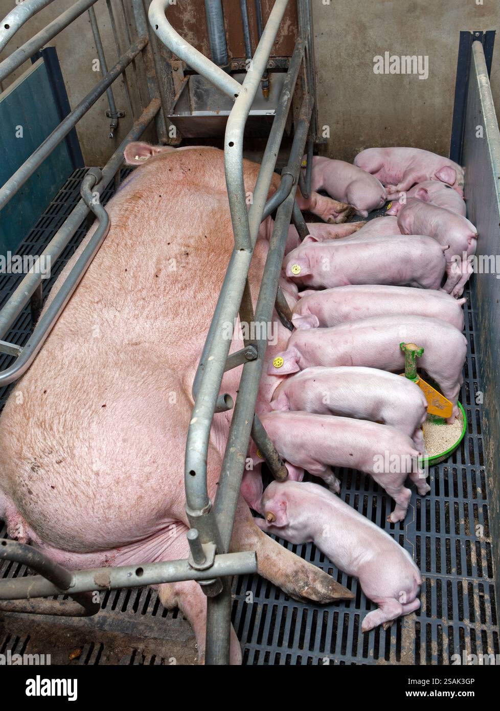 Lactating piglets, drinking milk from the utter of the sow. Pig ...