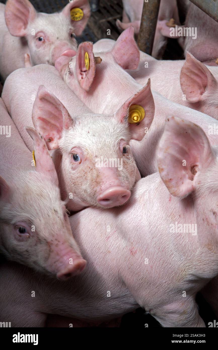 Curious pigs. Pig breeding. Pigs and piglets in stable. intensive ...