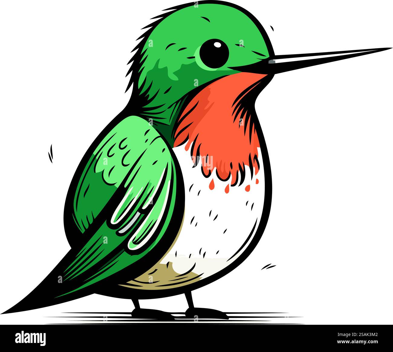 Vector image of a cute hummingbird isolated on a white background Stock ...