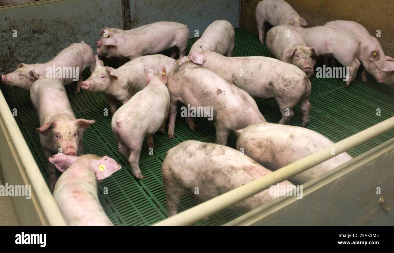 Pig breeding. Pigs and piglets in stable. intensive livestock farming ...
