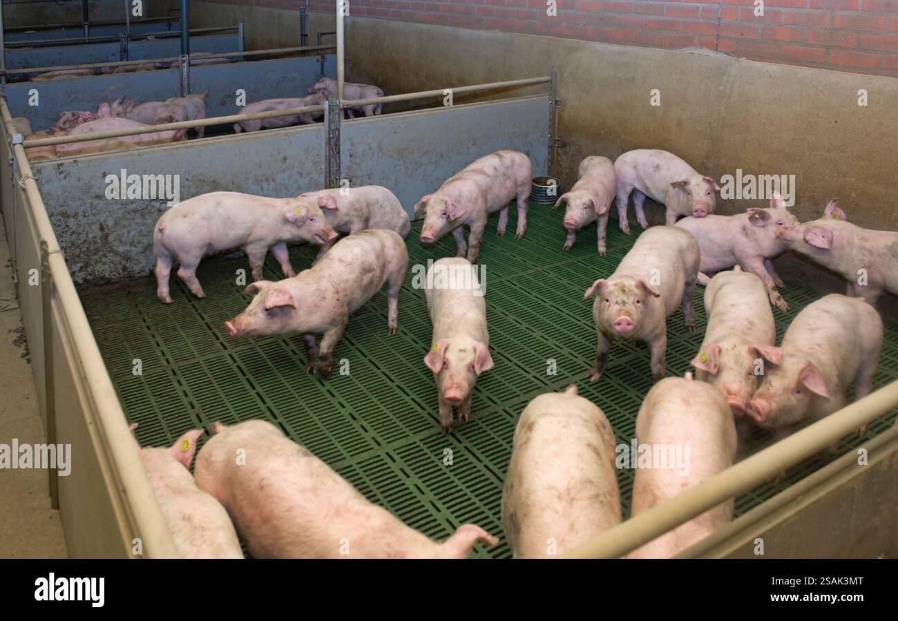 Pig breeding. Pigs and piglets in stable. intensive livestock farming ...