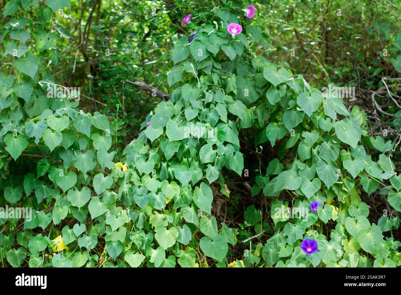 A type of creeper with purple flowers in a close up view Stock Photo ...