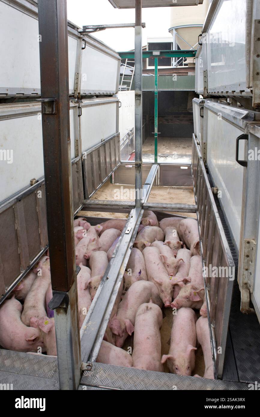 Transport of pigs by truck to the meat factory. Pig breeding. Pigs and ...