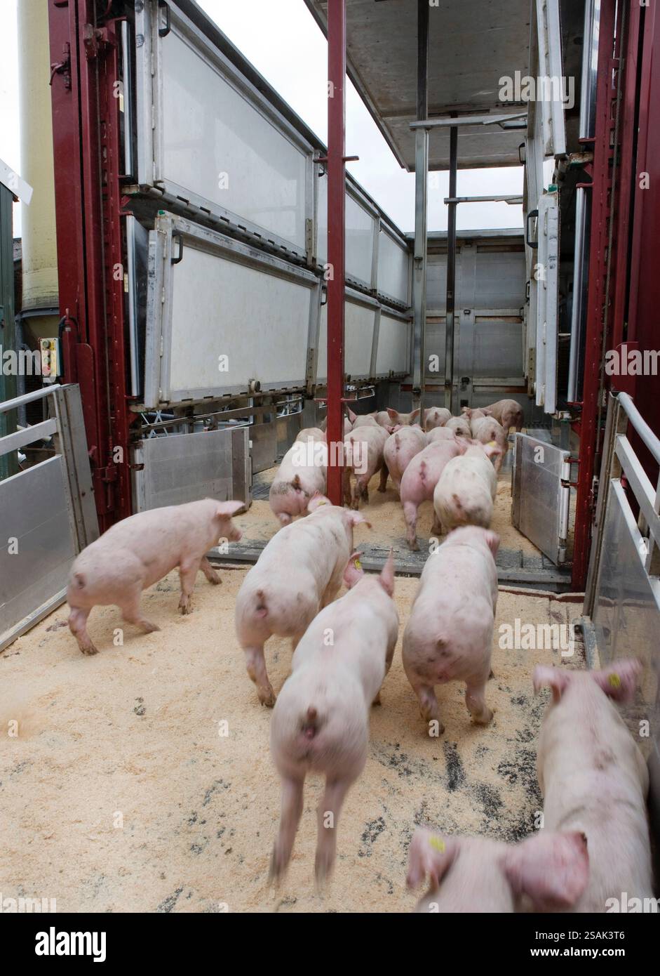 Transport of pigs by truck to the meat factory. Pig breeding. Pigs and ...