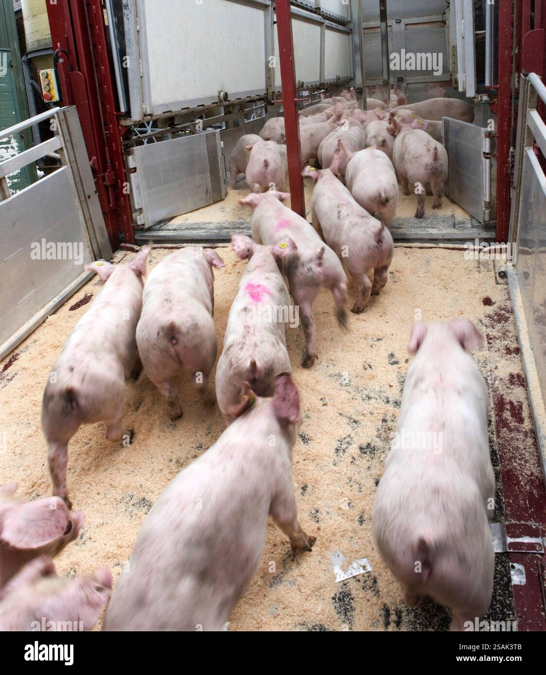 Transport of pigs by truck to the meat factory. Pig breeding. Pigs and ...
