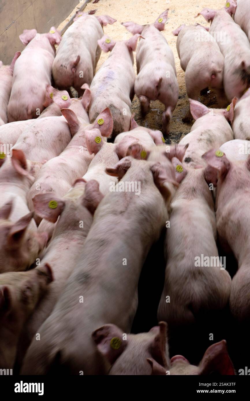 Transport of pigs by truck to the meat factory. Pig breeding. Pigs and ...