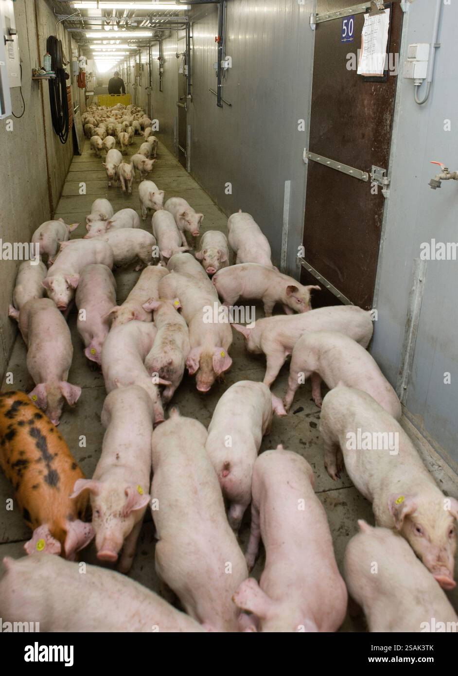 Transport of pigs by truck to the meat factory. Pig breeding. Pigs and ...