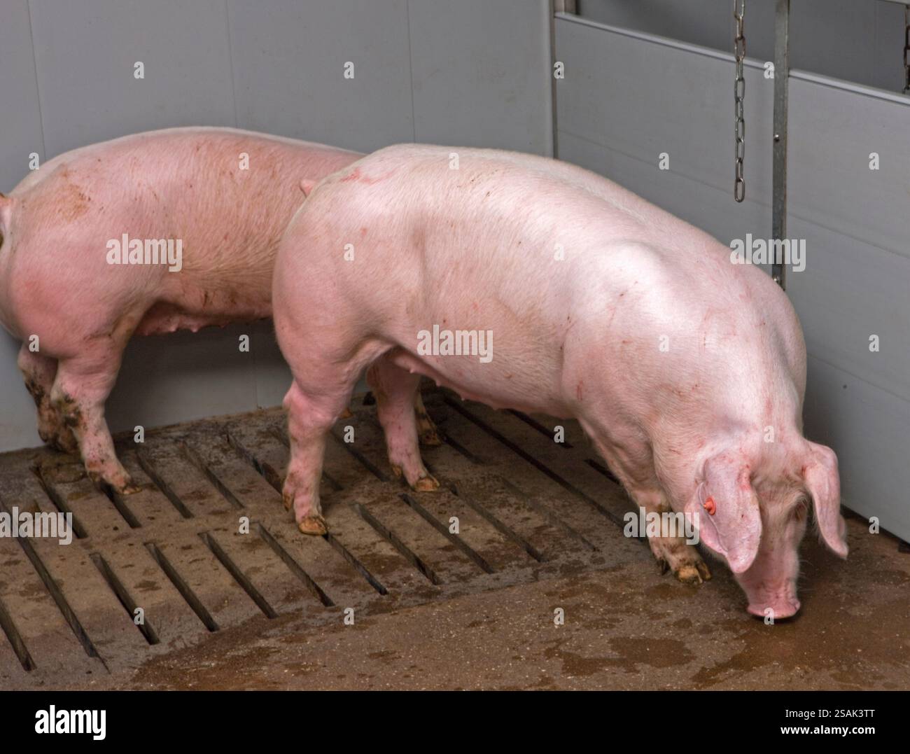 Pig breeding. Pigs and piglets in stable. intensive livestock farming ...