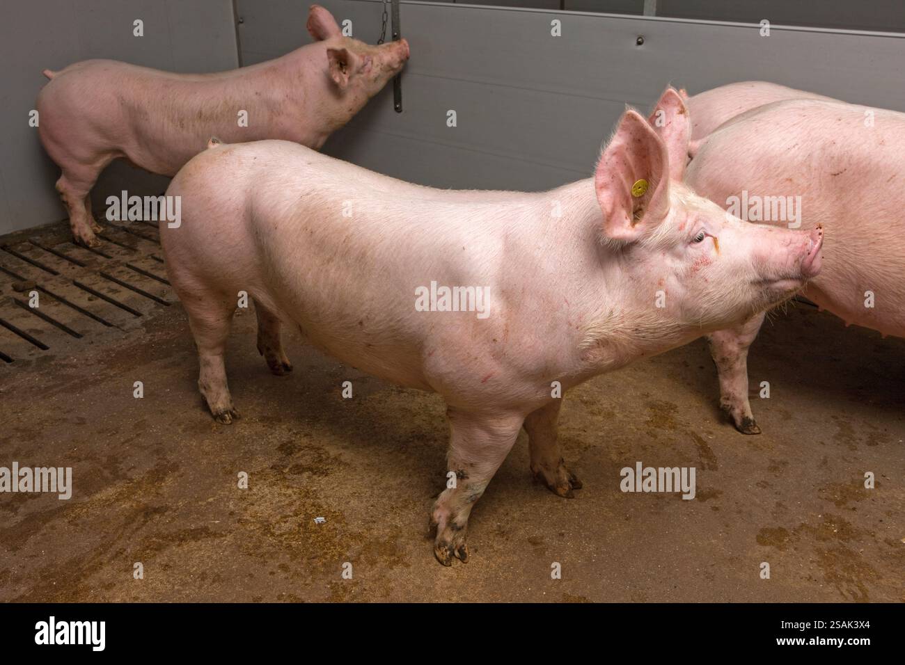 Pig breeding. Pigs and piglets in stable. intensive livestock farming ...
