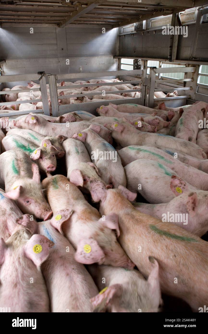 Transport of pigs by truck to the meat factory. Pig breeding. Pigs and ...