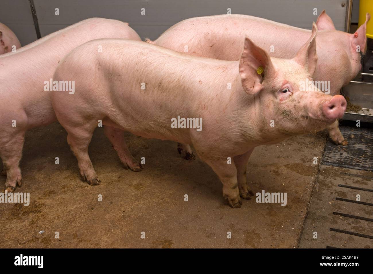 Pig breeding. Pigs and piglets in stable. intensive livestock farming ...