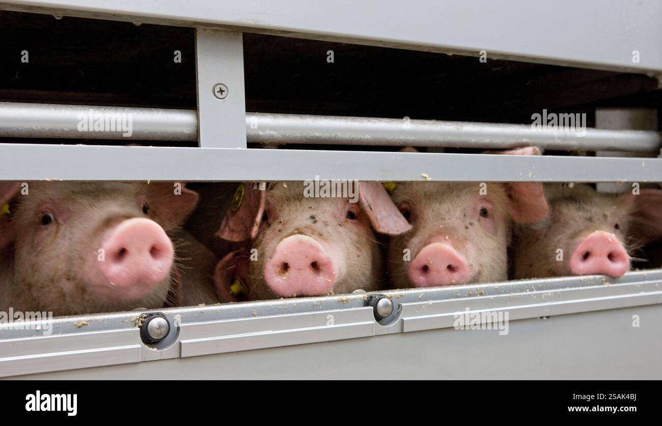 Piglets in truck looking outside. Pig breeding. Pigs and piglets in ...