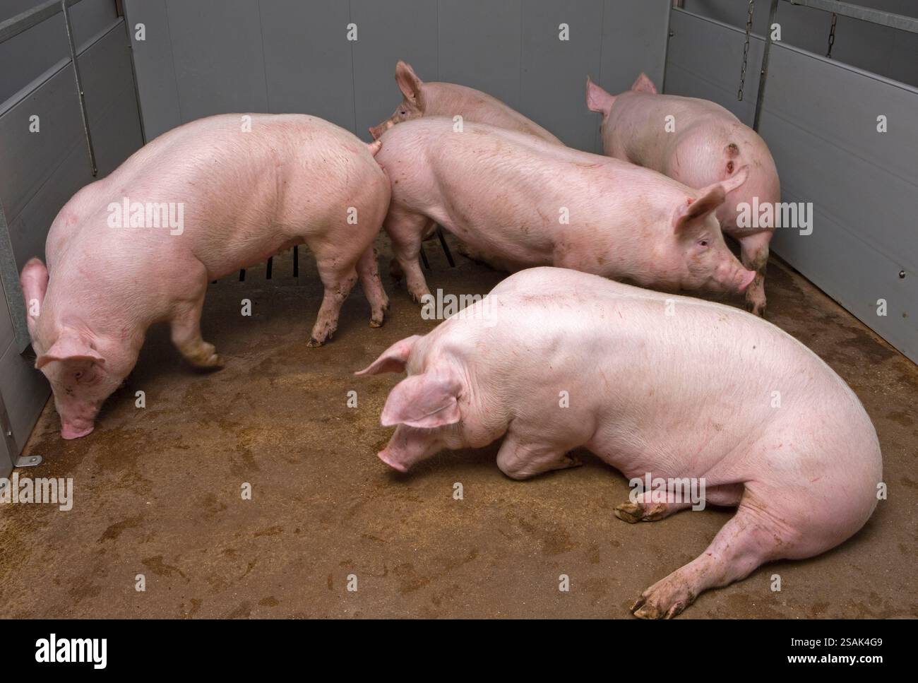 Pig breeding. Pigs and piglets in stable. intensive livestock farming ...