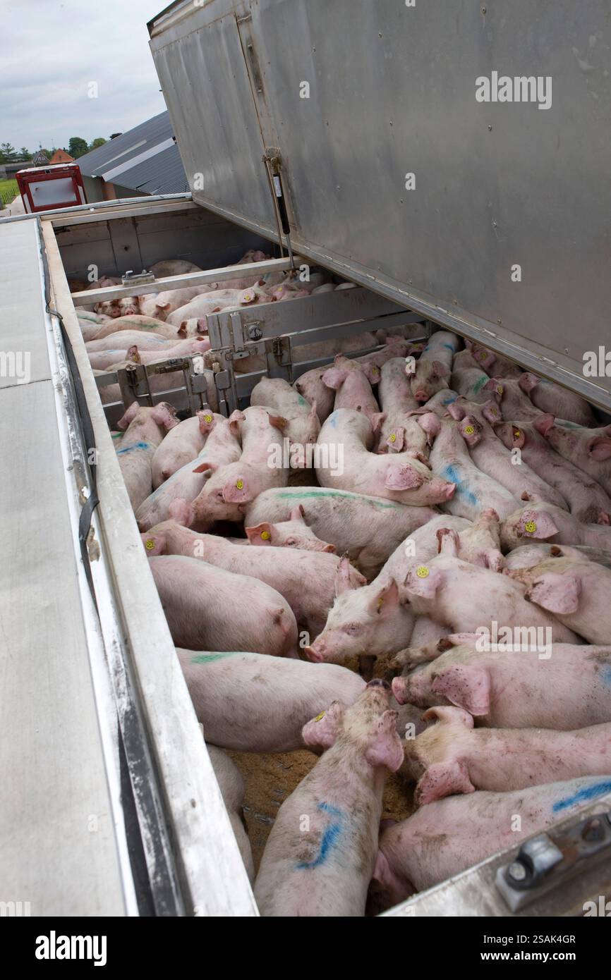 Transport by truck of pigs to the meat factory. Pig breeding. Pigs and ...