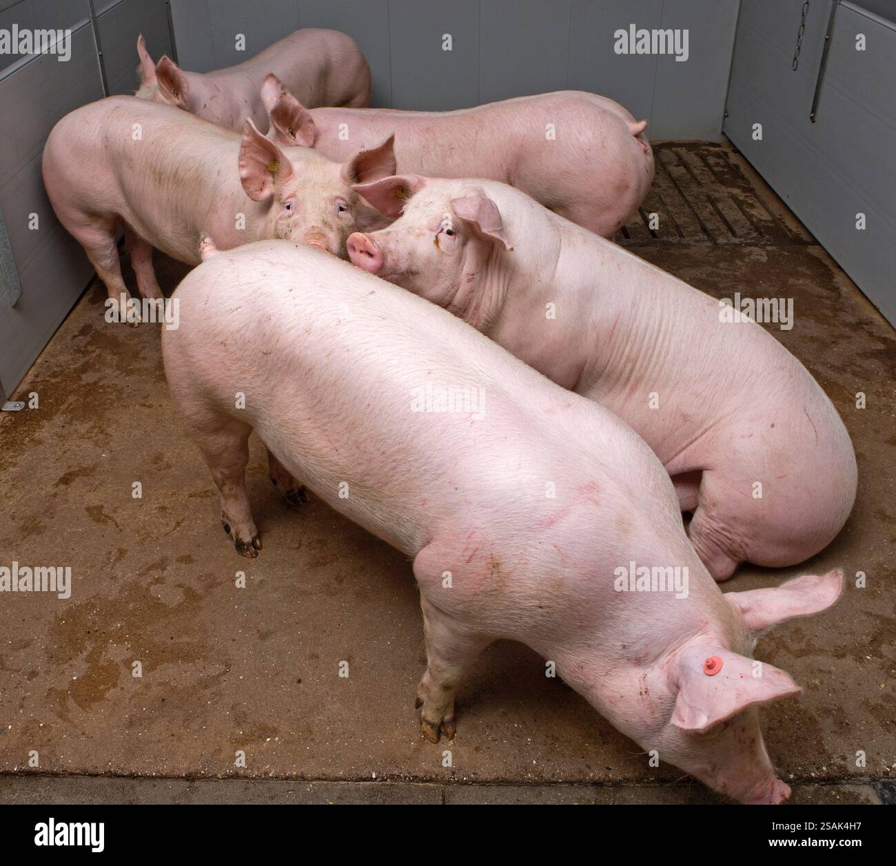 Transport of pigs to the meat factory. Pig breeding. Pigs and piglets ...