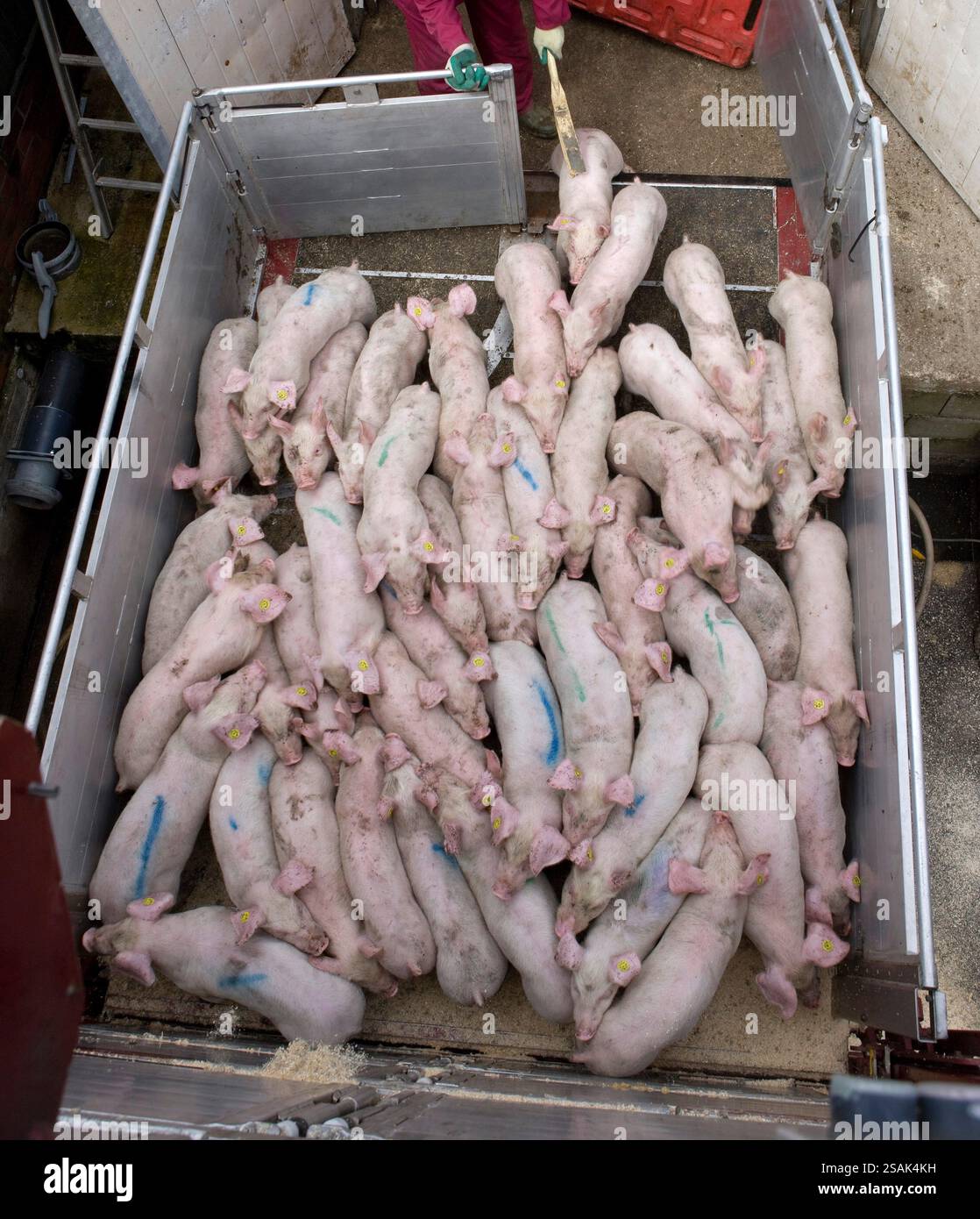 Transport of pigs to the meat factory. Pig breeding. Pigs and piglets ...