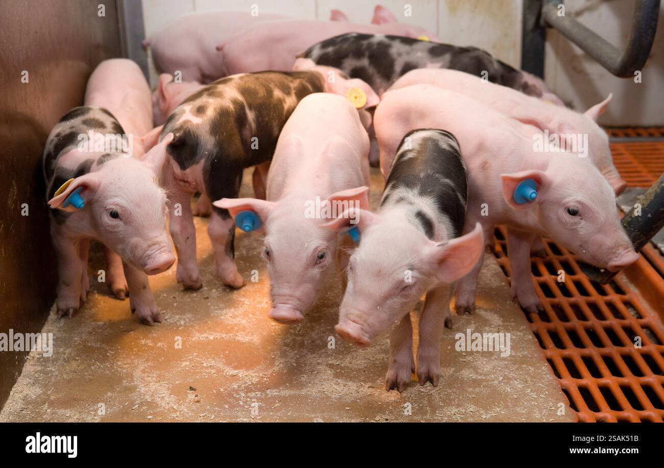 Pig breeding. Pigs and piglets in stable. intensive livestock farming ...