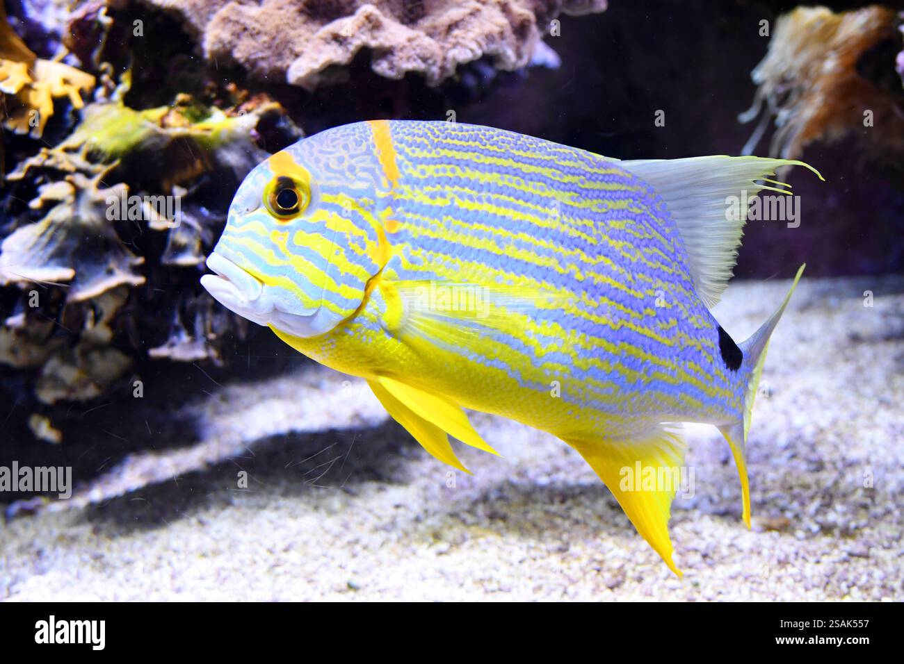 SYMPHORICHTHYS SPILURUS, LUTIANIDE, PESCE, FISH, Close up, Museo ...
