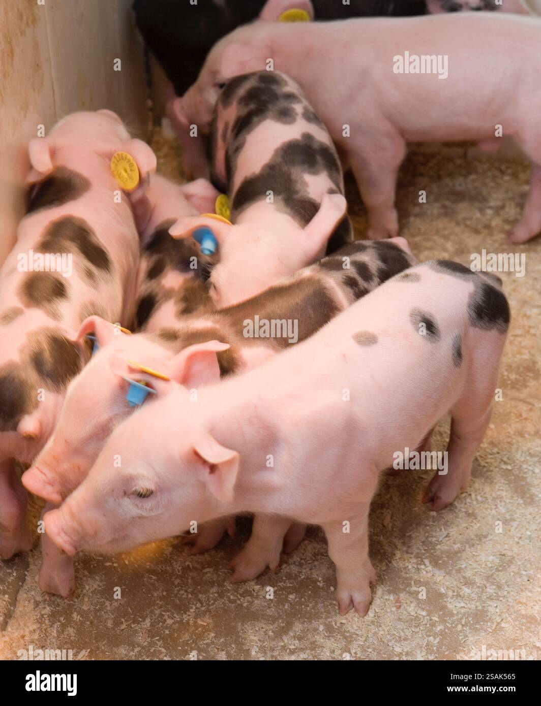 Pig breeding. Pigs and piglets in stable. intensive livestock farming ...