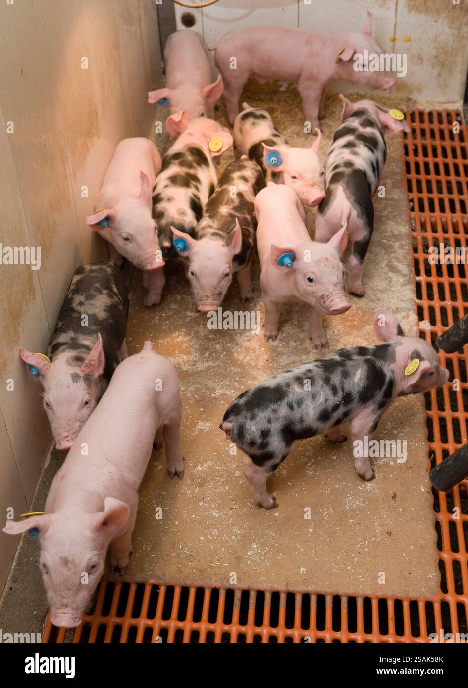 Pig breeding. Pigs and piglets in stable. intensive livestock farming ...