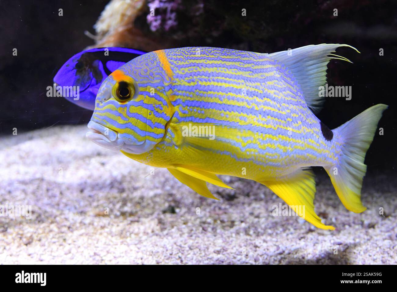 SYMPHORICHTHYS SPILURUS, LUTIANIDE, PESCE, FISH, Close up, Museo ...