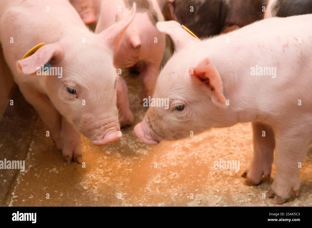 Pig breeding. Pigs and piglets in stable. intensive livestock farming ...