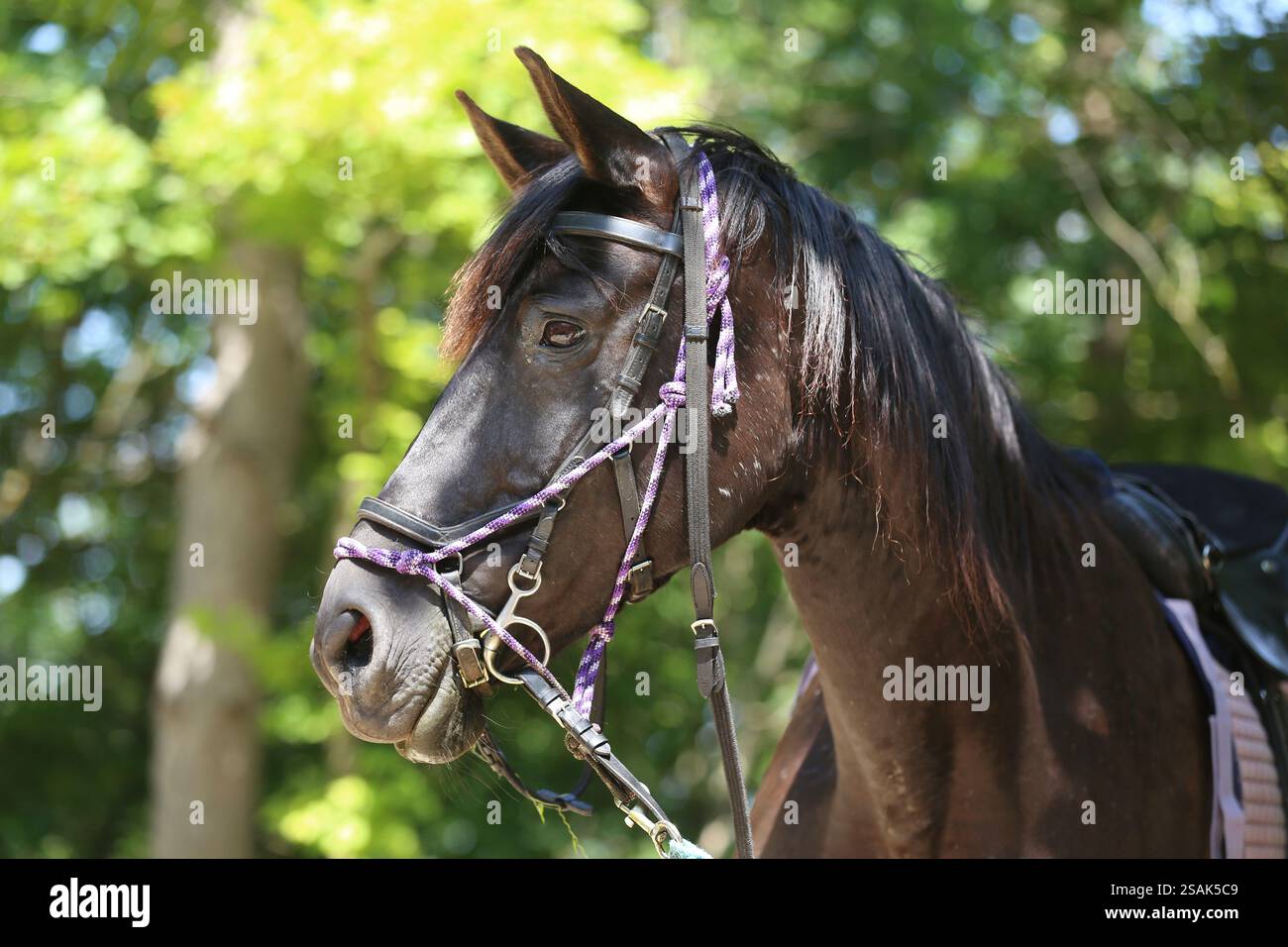 Close up of a beautiful horse head, face, and neck on rural horse trail ...