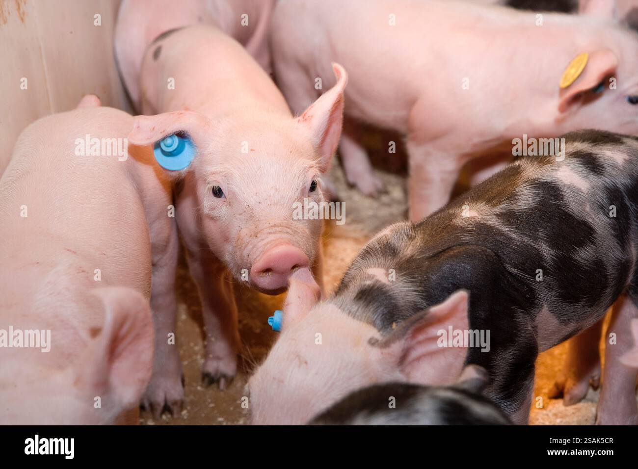 Pig breeding. Pigs and piglets in stable. intensive livestock farming ...