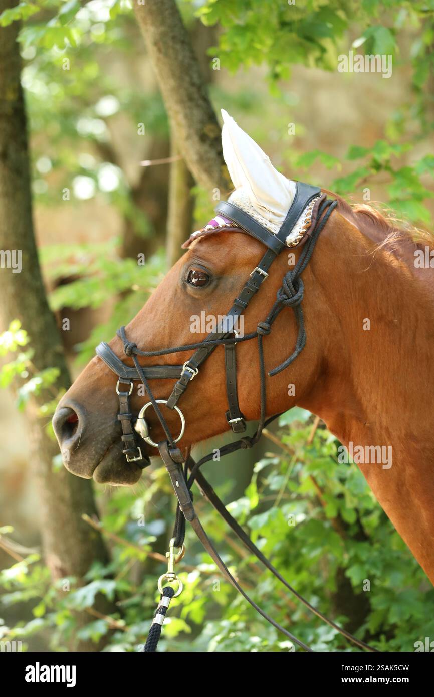 Close up of a beautiful horse head, face, and neck on rural horse trail ...
