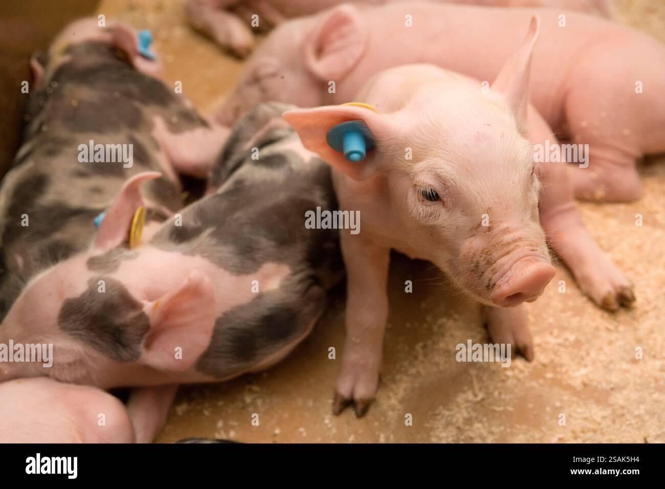Pig breeding. Pigs and piglets in stable. intensive livestock farming ...