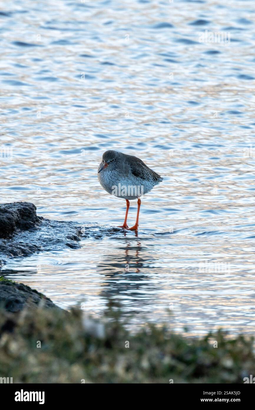 The Common Redshank, a wader bird, feeds on invertebrates. Photographed ...
