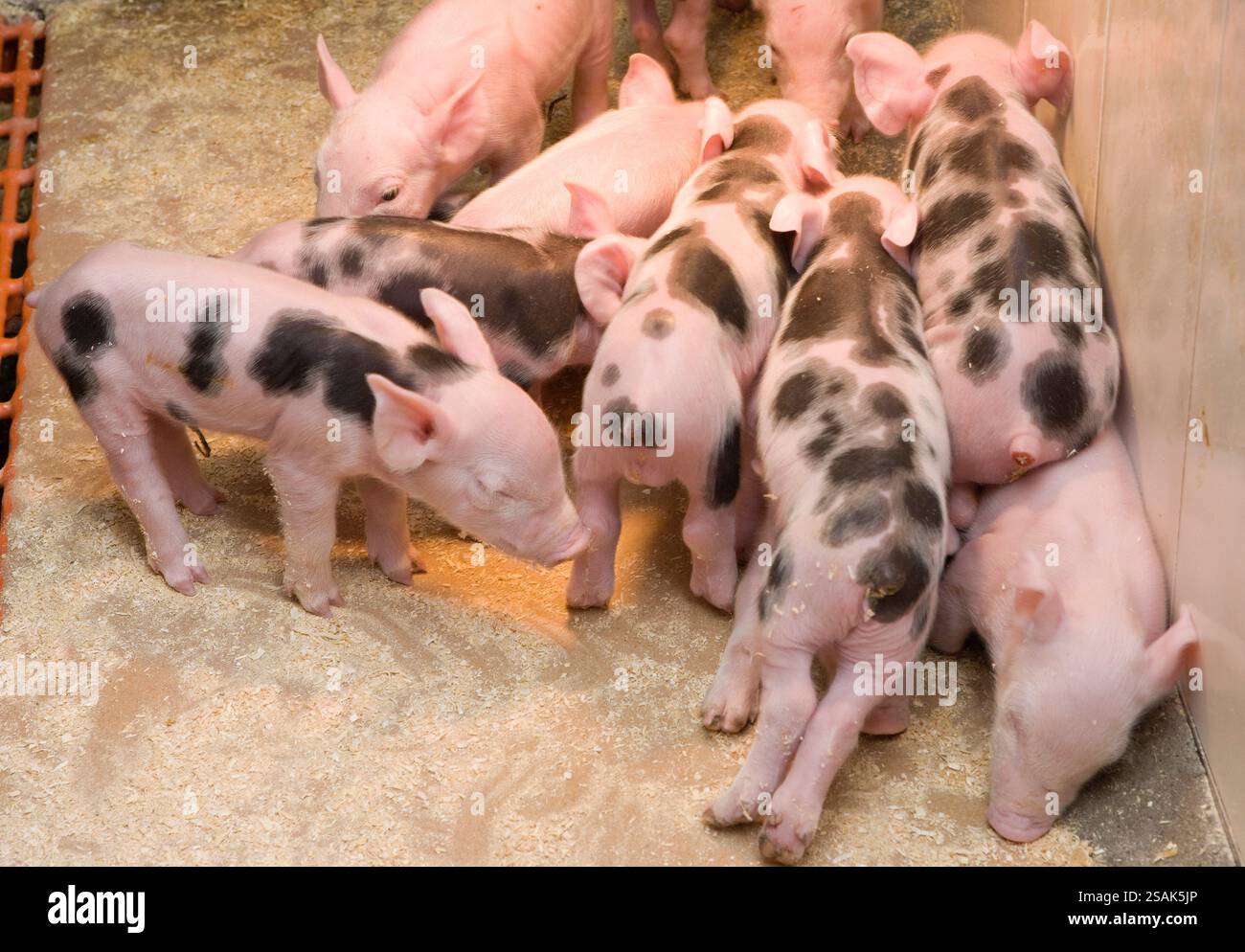 Pig breeding. Pigs and piglets in stable. Piglets sleeping. intensive ...