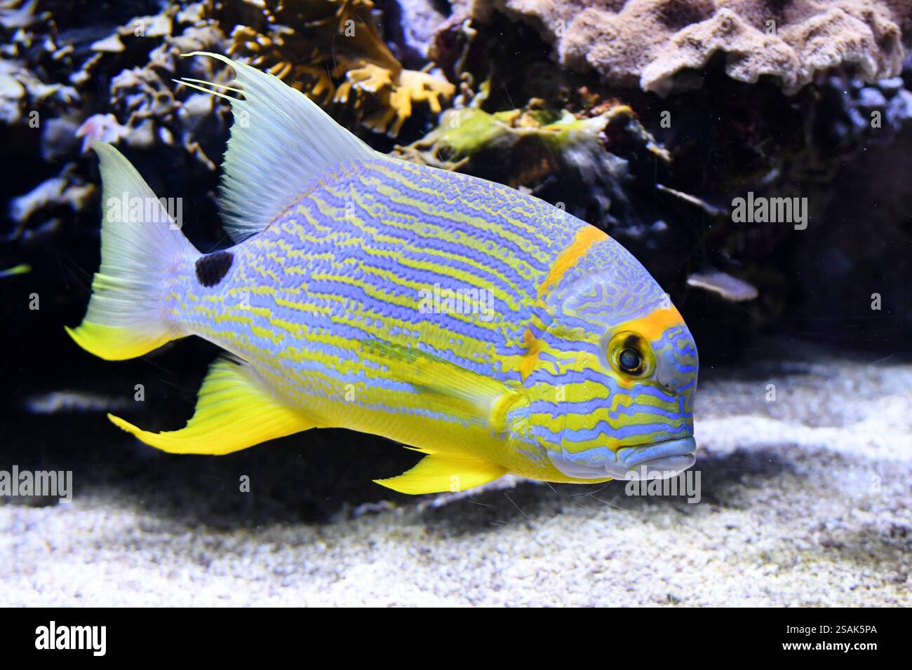 SYMPHORICHTHYS SPILURUS, LUTIANIDE, PESCE, FISH, Close up, Museo ...