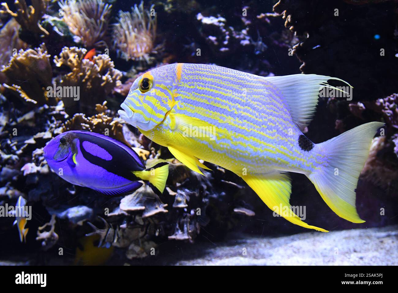 SYMPHORICHTHYS SPILURUS, LUTIANIDE, PESCE, FISH, Close up, Museo ...