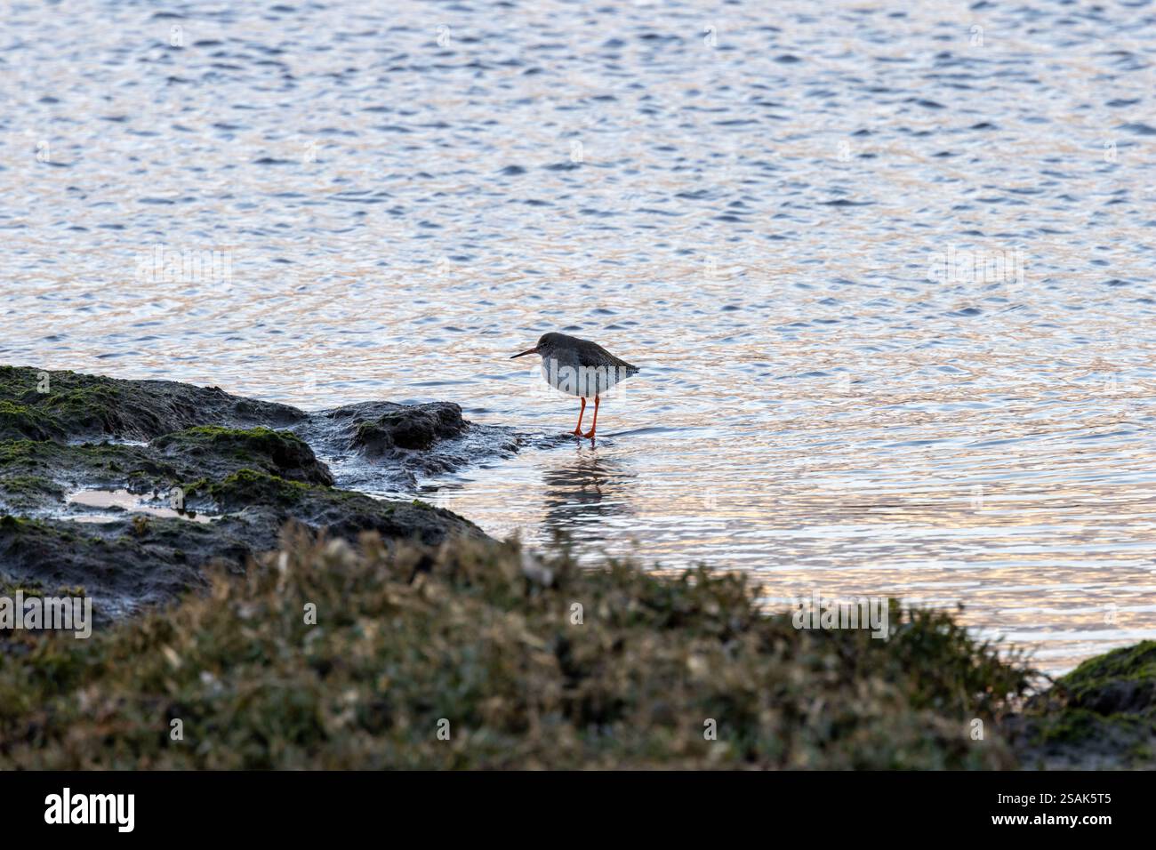 The Common Redshank, a wader bird, feeds on invertebrates. Photographed ...