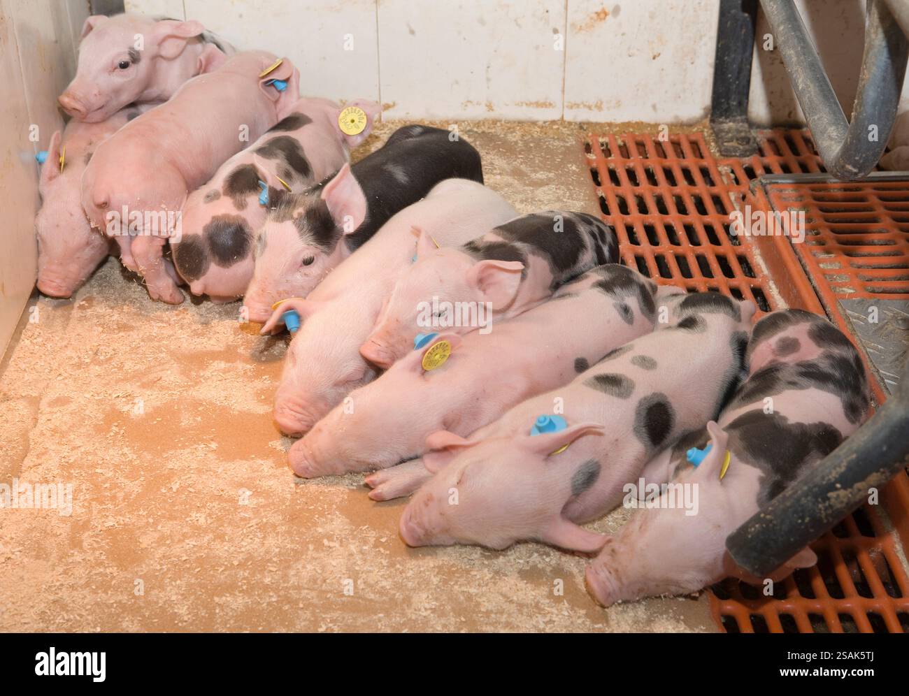 Pig breeding. Pigs and piglets in stable. Piglets sleeping. intensive ...