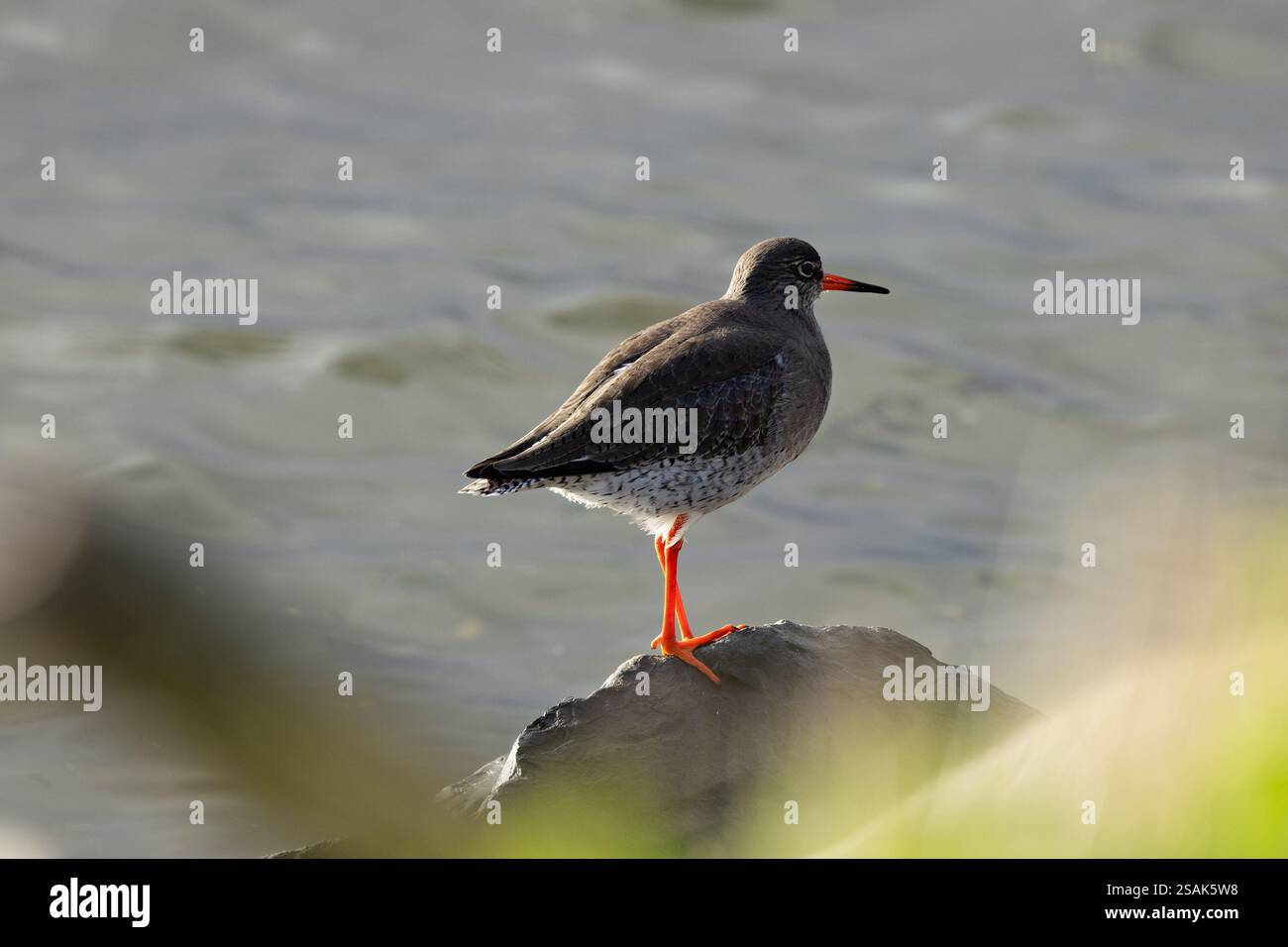 The Common Redshank, a wader bird, feeds on invertebrates. Photographed ...