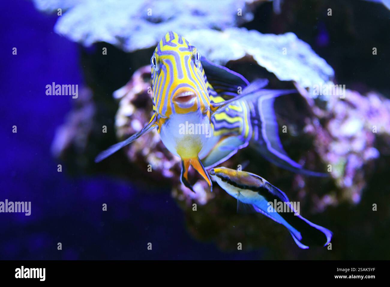 ACANTHURUS LINEATUS, PESCE CHIRURGO STRIATO, LABROIDE DIMIDIATUS, FISH ...